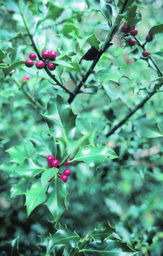 Houx, gui, fragon : cueillette réglementée en forêt | Le Républicain