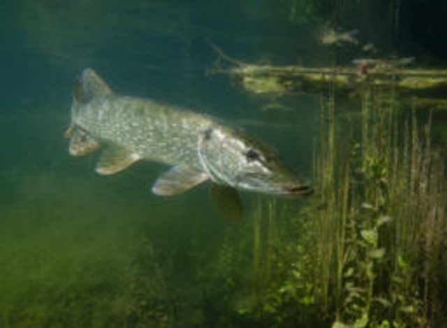 Essonne Ouverture De La Pêche Au Brochet Ce Samedi